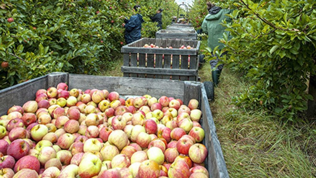 Les Vergers Placier : Producteur de pommes, poires et kiwi